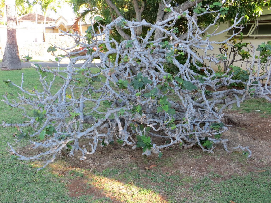 A Barren Tree - Memorial Congregational Church of Sudbury, MA